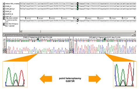 Example Of A Sequence Electropherogram The Sequences Of Forward Primer Download Scientific