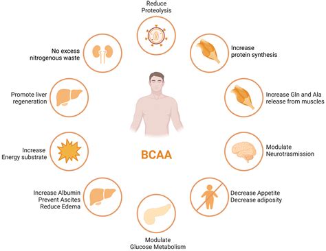Branched Chain Amino Acids In Liver Disease Encyclopedia Mdpi