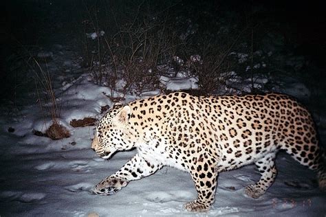 Persian Leopards Global Range Tehran Times