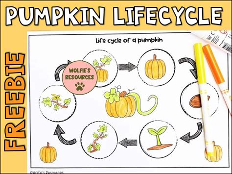 Pumpkin Life Cycle Teaching Resources