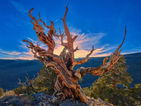 Bristlecone Pine Methuselah