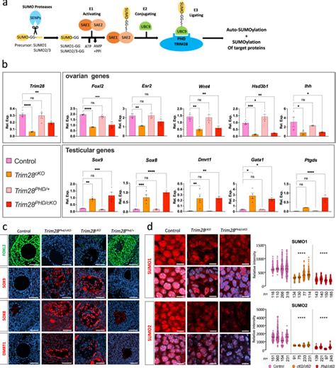 Trim28 Dependent Sumoylation Protects The Adult Ovary From Activation