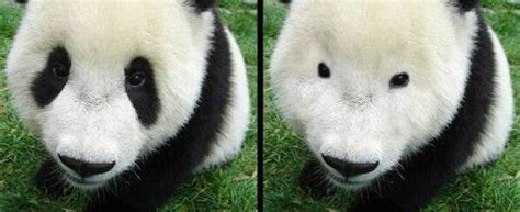 Panda Without Eye Spots Creepy Pics