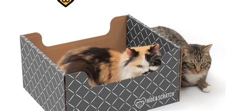 Hide And Scratch Caturday Contest Bob And Sheri