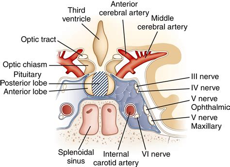 Neuroendocrinology Clinical Tree