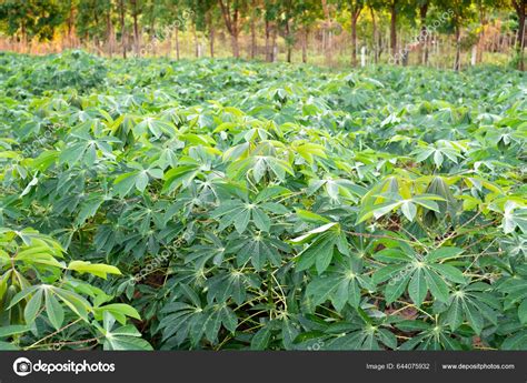 Cassava Cassava Field Rainy Season Green Refreshing Shows Fertility