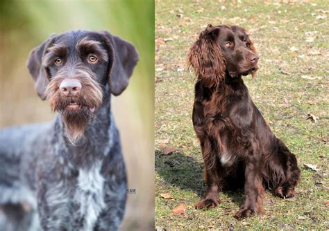 German Wirehaired Pointer Vs German Spaniel Breed Comparison
