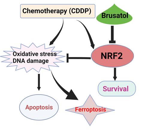 Antioxidants Free Full Text Targeting Nrf2 Sensitizes Esophageal Adenocarcinoma Cells To
