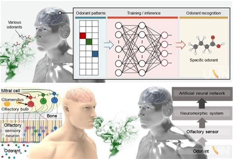 국가나노기술정책센터 서울대 이화여대 공동 연구팀 패턴인지형 차세대 뉴로모픽 인공 후각 시스템 개발 국내