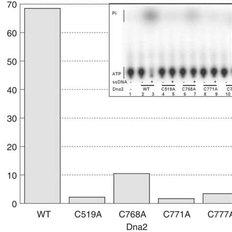 The Nuclease Activity Of The Dna2 Fe S Mutants Is Stimulated By Rpa