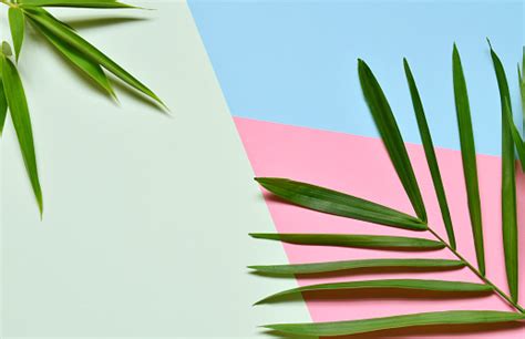 크리에이 티브 최소한의 여름 아이디어입니다 녹색 잎 지점입니다 팜 파스텔 색상에 단풍 텍스트에 대 한 빈 공간을 가진 열 대 이국적인 배경입니다 개념 창조적인 예술입니다