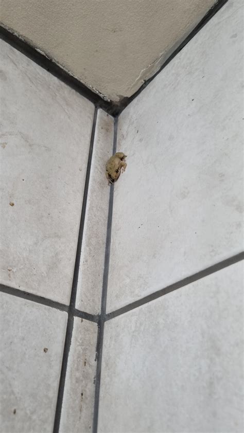 These Guys Are Overrunning My House Theres At Least One Of Them Per