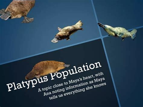 Ppt Platypus Population Powerpoint Presentation Free Download Id 1922707