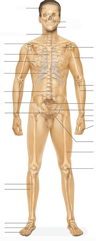 Emt Skeleton Diagram Diagram Quizlet