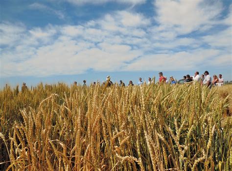 Winter Wheat Not Feeling The Love With Alberta Producers