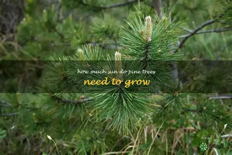 Do Pine Trees Need Direct Sunlight At Page Koenig Blog