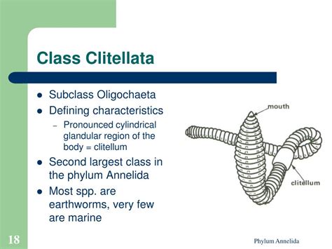 Ppt Phylum Annelida Powerpoint Presentation Free Download Id5489579