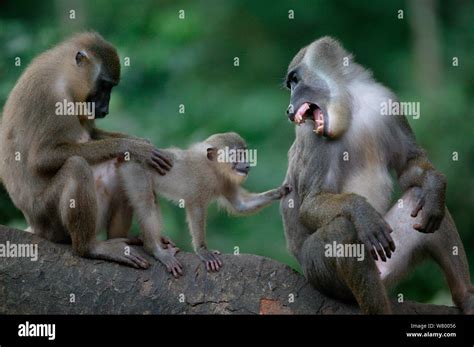 Drill Mandrillus Leucophaeus Female Baring Teeth At Young And