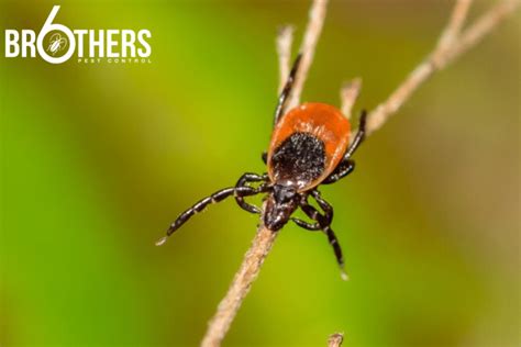 Spider Bite Vs Tick Bite Identify And Prevent Risks