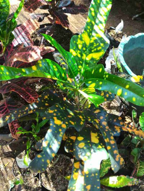 Promo Bibit Tanaman Puring Macam Macam Jenis Puring Diskon 23 Di