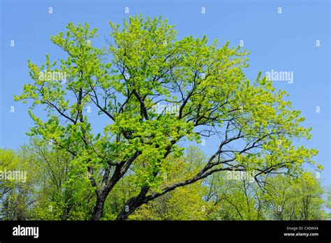 Maple Tree In Spring High Resolution Stock Photography And Images Alamy