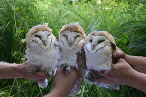 Barn Owls Cattery