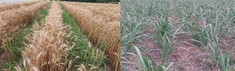 Maximizing Sugarcane Yields And Sustainability With Intercropping Wikifarmer