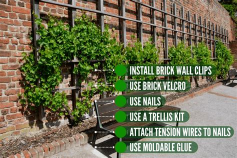 How To Attach A Trellis To A Wall Without Drilling Step By Step Guide