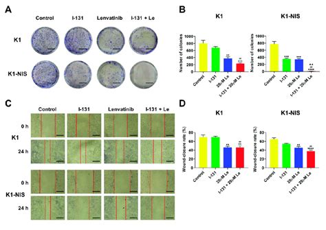 Thyroid Cancer Cell Growth And Migration Inhibition Using Combination