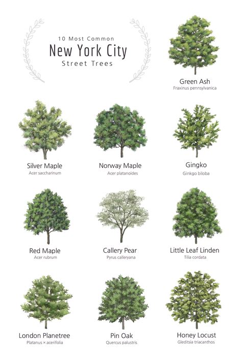Street Trees Of New York City 12 X 18 Digital File New York Tree