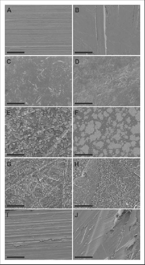 Scanning Electron Micrographs Of New A C E G I And Worn B D F