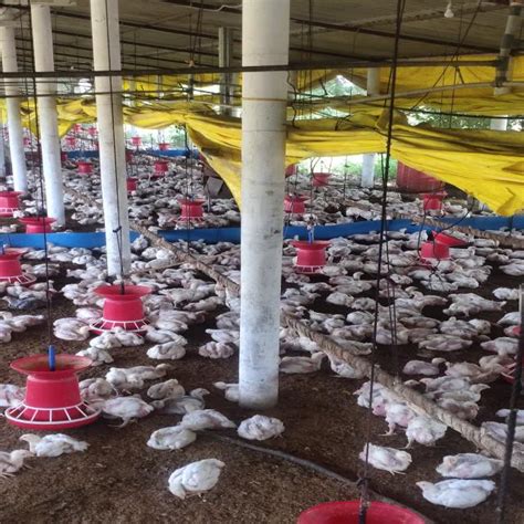 Chicks Object Detection Model By Prince