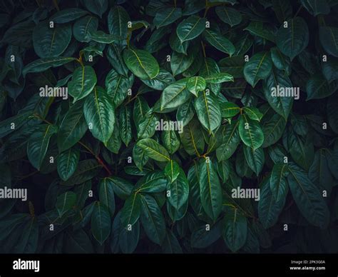 Dark Green Leaves Texture Wild Vegetation Natural Background Stock