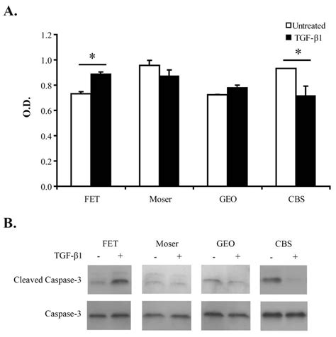 effect of tgf β1 treatment on colorectal cancer cell lines deprived