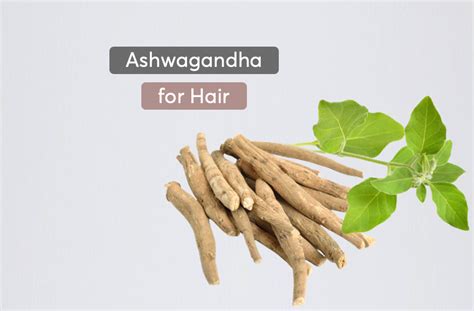 The Ultimate Guide To Using Ashwagandha For Your Hair Mdhair