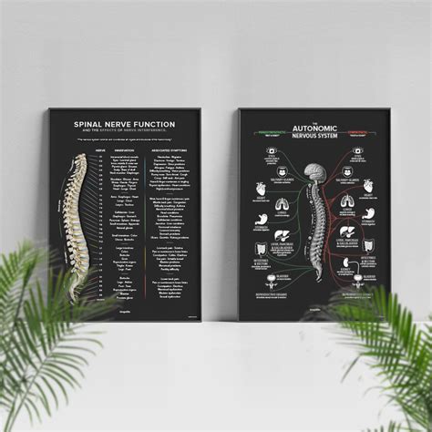 Spinal Nerve Function Chart Etsy