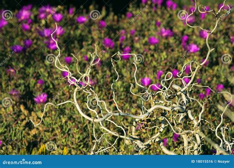Naked Curly Tree Branch Stock Photo Image Of Nature