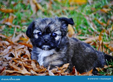 Puppy Stock Image Image Of Love Outdoor Rake Adorable 67816755