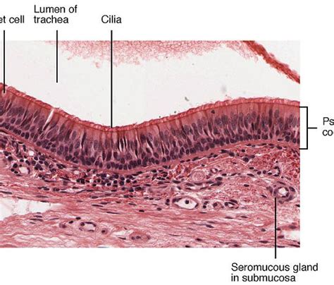 Simple Ciliated Columnar Epithelium