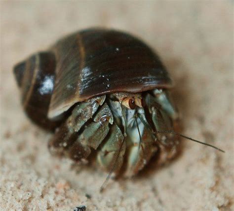 6 Common Pet Hermit Crab Species Identification Guide Crab Species