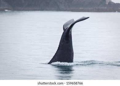 596 Whale Tail Slap Images, Stock Photos, 3D objects, & Vectors | Shutterstock