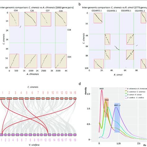 Syntenic Relationships And The Ks Distribution Suggested An Ancient Wgd