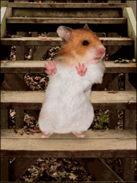Hamster Dance 
