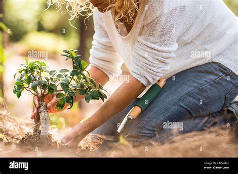 Adult Lady Plant A New Tree On The Ground In The Forest No Deforestation And Save Planet