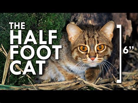 Can The Smallest Wild Cat In The Americas Survive Ecowatch 57 Off
