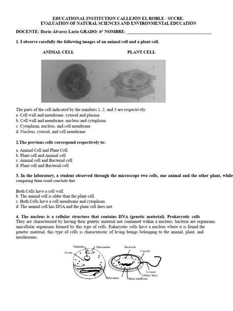 Cell Structure Quiz For 6th Grade Pdf Cell Biology Organelle