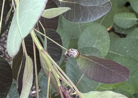 Minnesota Seasons Sumac Flea Beetle