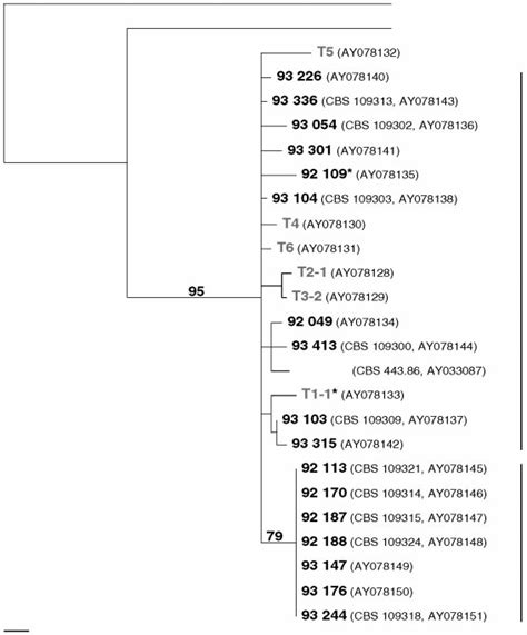 bootstrap 50 majority rule consensus tree 500 replications