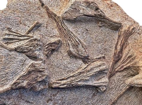 Fossil Fossil Skeleton Asteroidea Crinoideos Catawiki