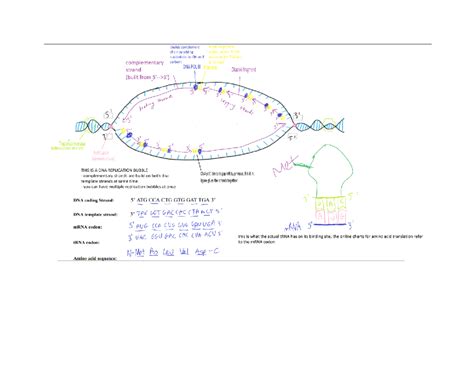 DNA Replication Worksheet Key BIOL Studocu